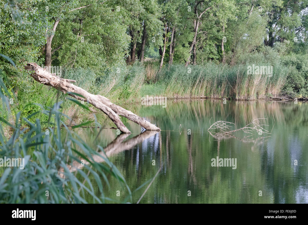 Summer Lake with Fallen Tree Trunk and Reeds in the Daytime Stock Photo ...
