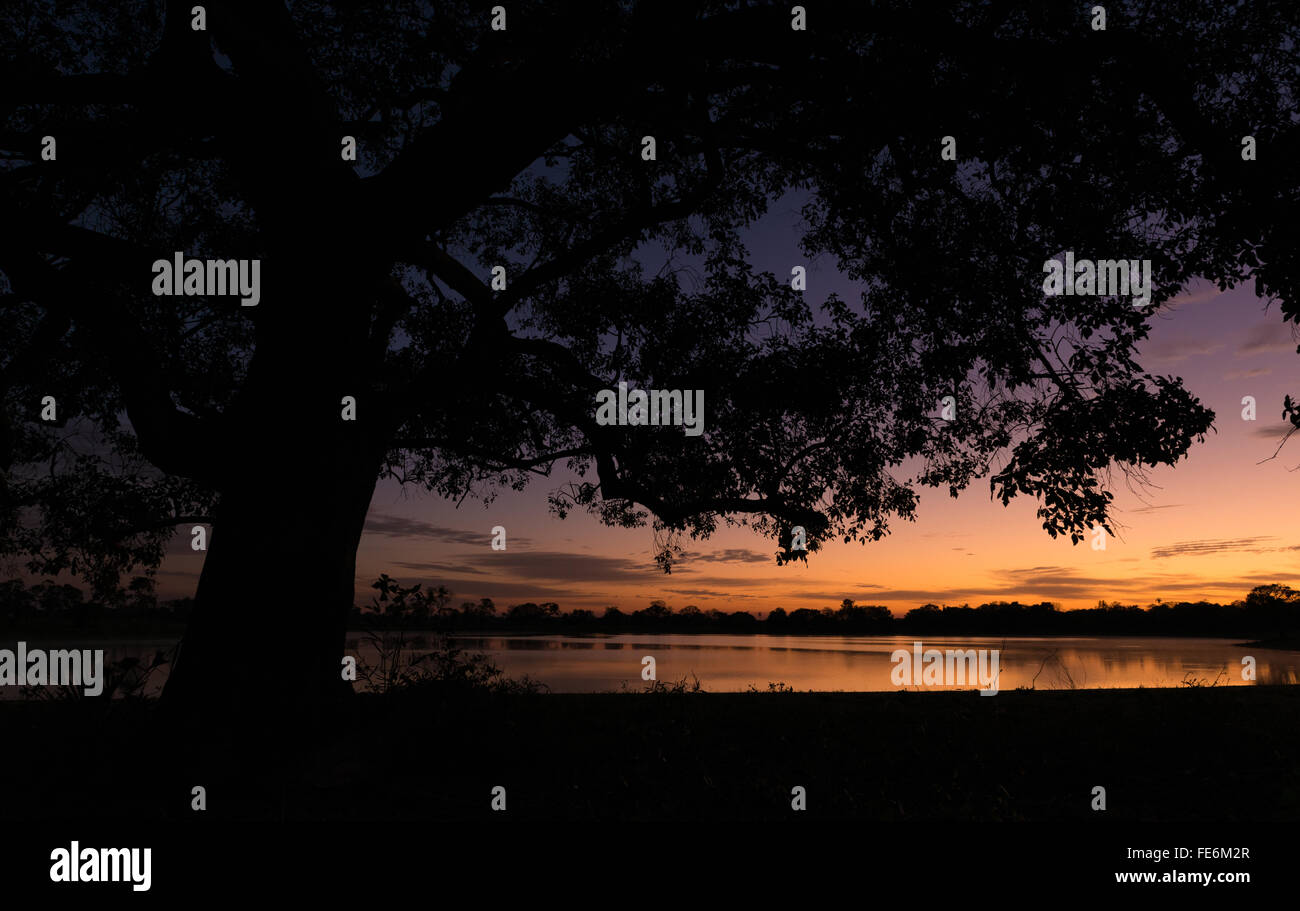 Tree over lake hi-res stock photography and images - Alamy