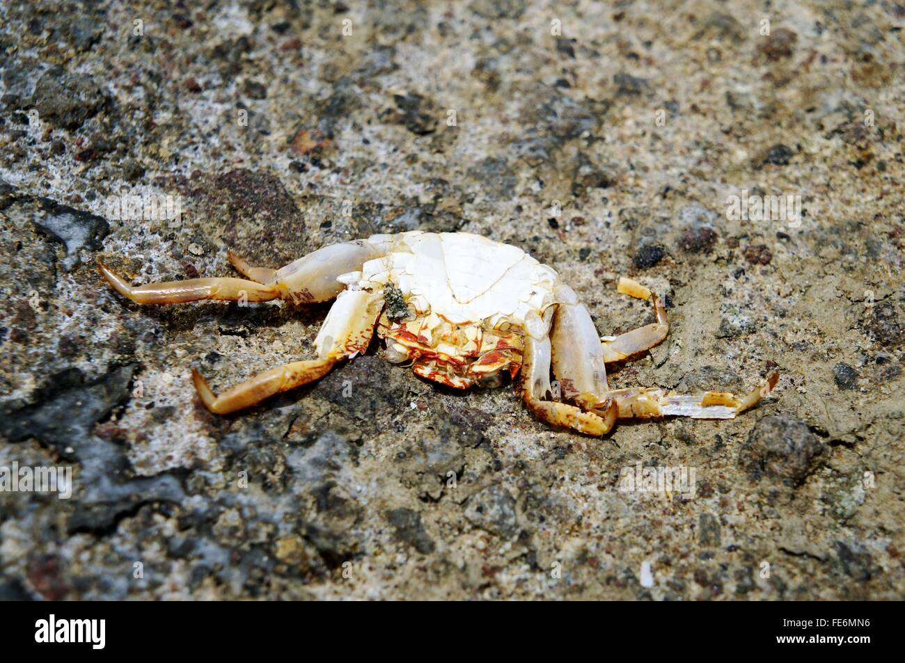 Dead crab and beach hi-res stock photography and images - Alamy