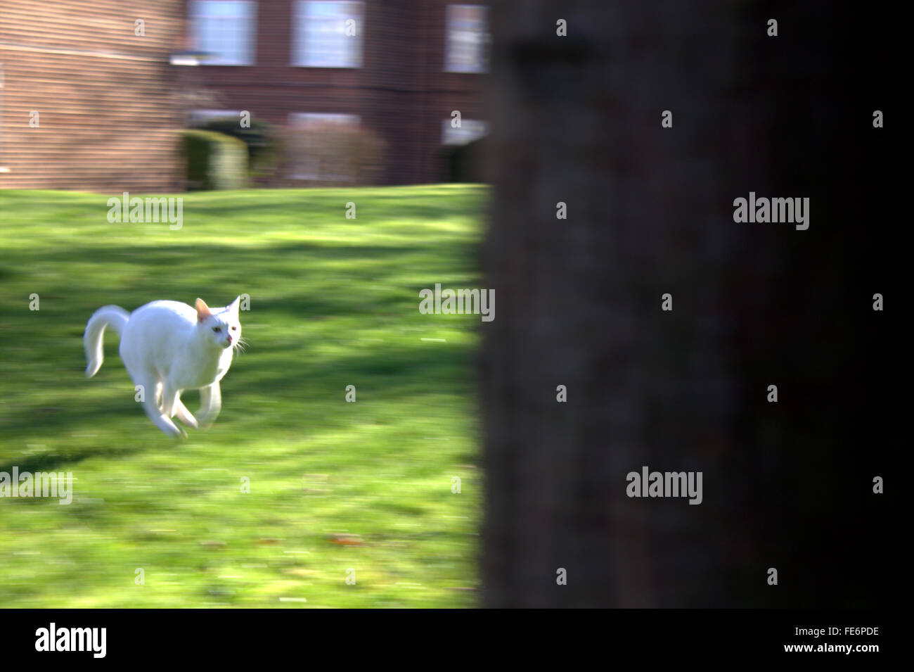 Domestic cat running on grass hi-res stock photography and images - Alamy