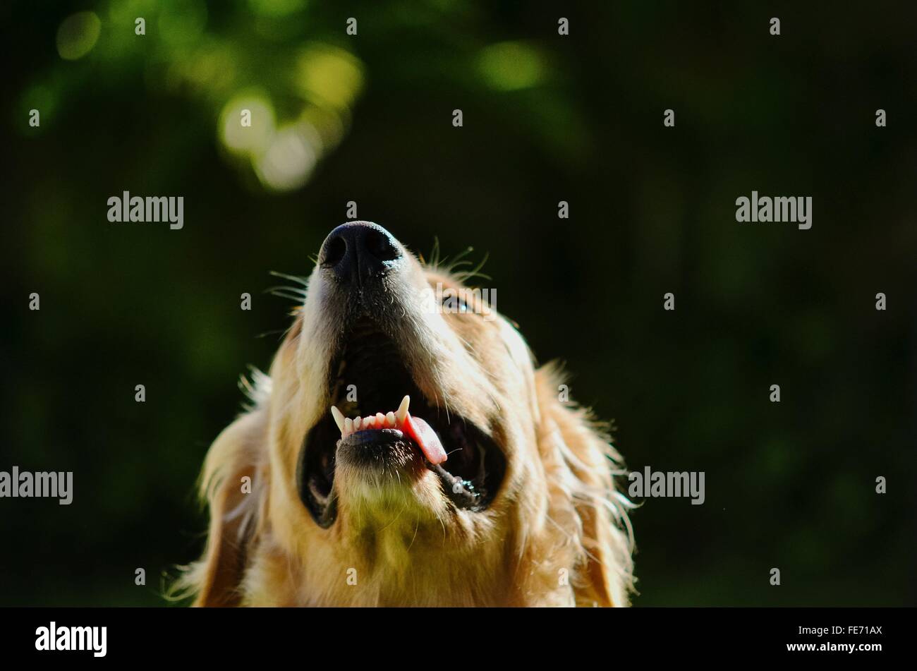 One mouth hi-res stock photography and images - Alamy