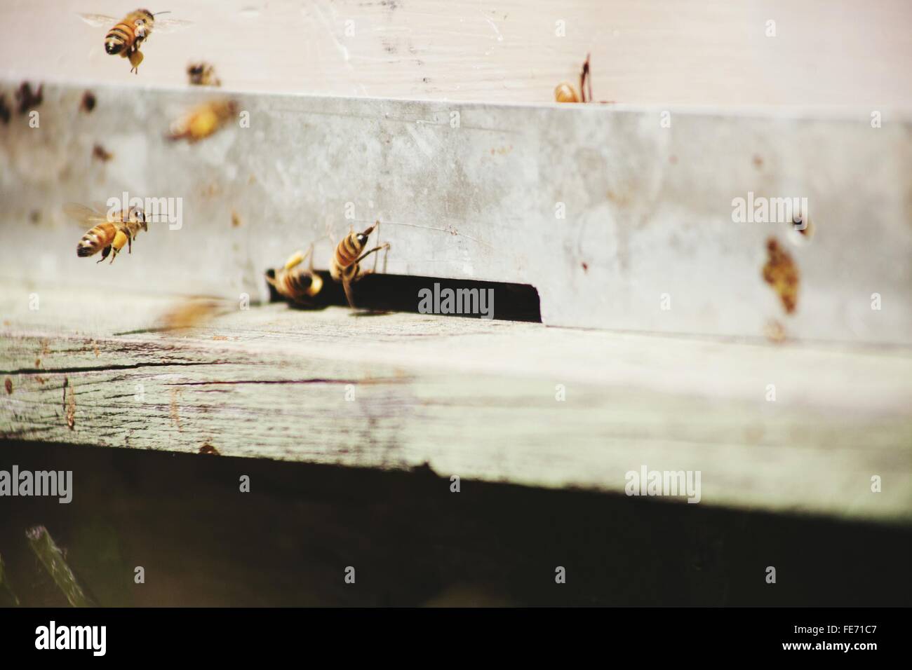 No bees hi-res stock photography and images - Alamy