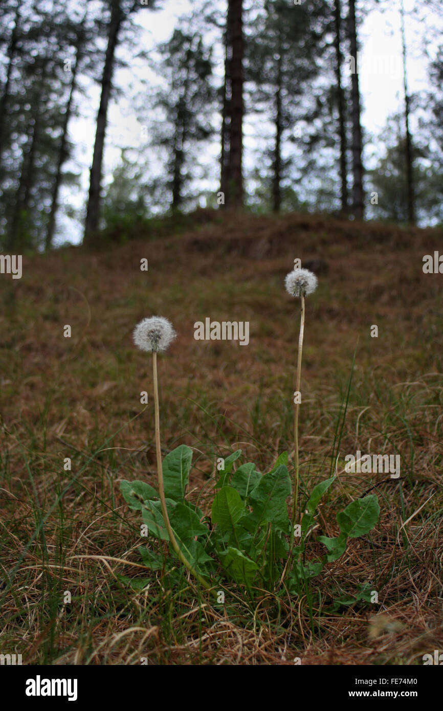 Dandelions in seed at Newborough Warren forest on the isle of Anglesey ...