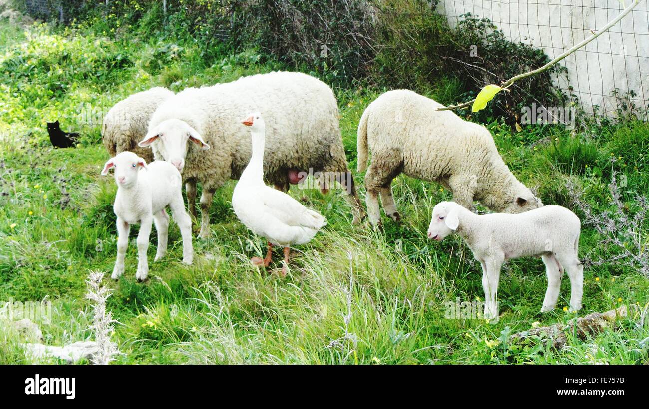 Family of duck hi-res stock photography and images - Alamy