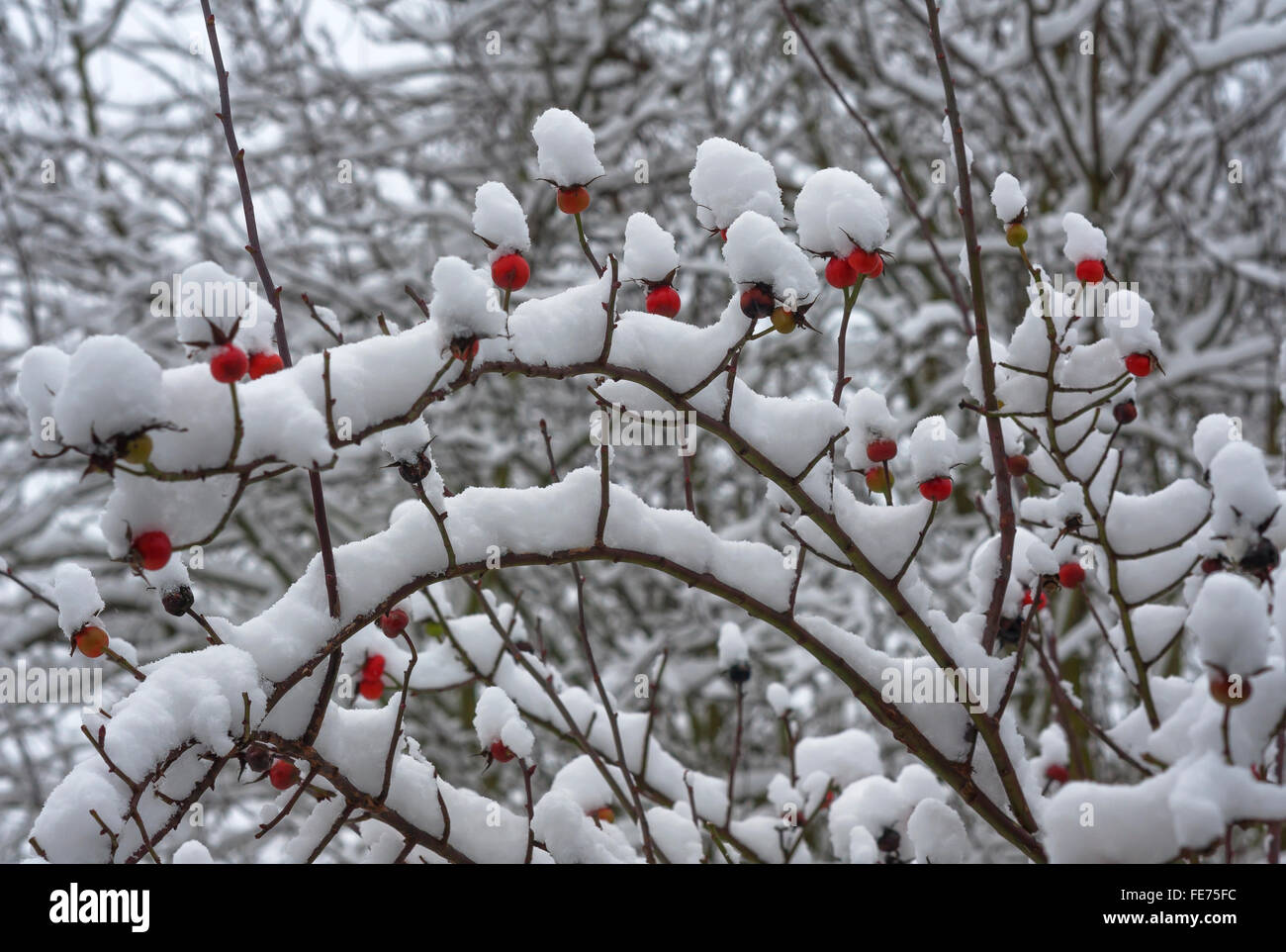 Red dog-rose (Rosa canina) with snow, Bavaria, Germany Stock Photo - Alamy