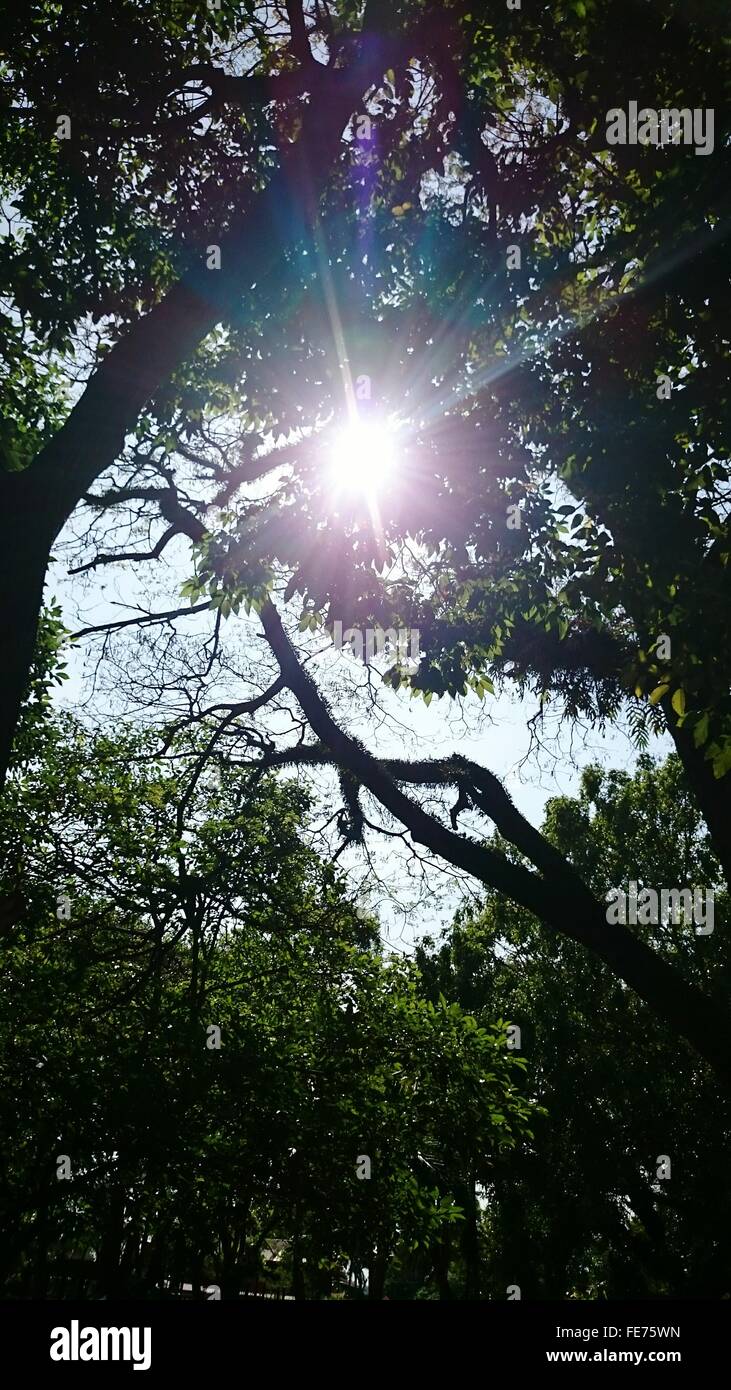 Trees up high hi-res stock photography and images - Alamy