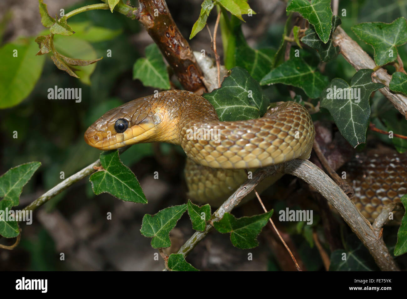 Aesculapian snake (Zamenis longissimus) ivy, Balaton Uplands National ...