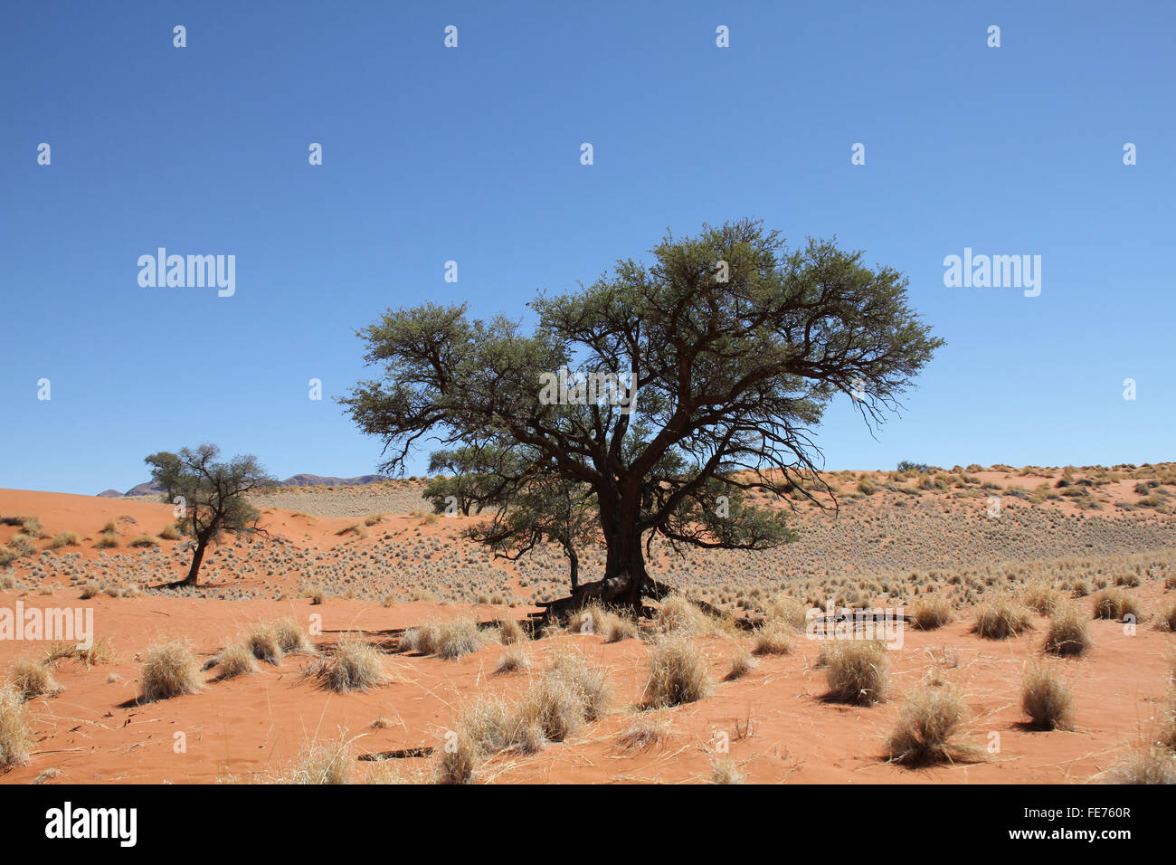 Namib Desert with trees Stock Photo - Alamy