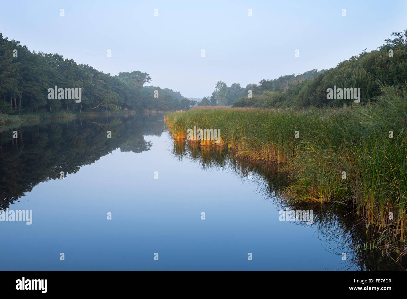 Prerower Strom, current on river Prerow, morning mist, Darß, Fischland ...