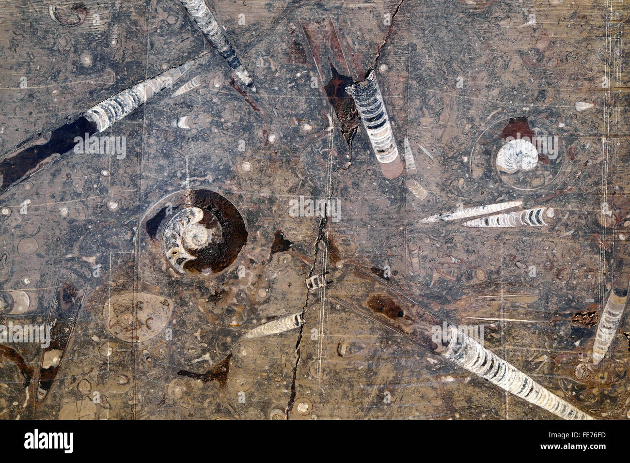 Bivalve fossils hi-res stock photography and images - Alamy