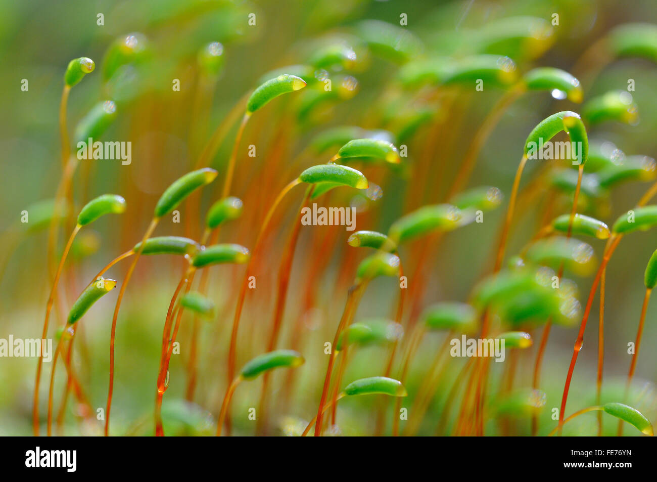 Common haircap moss (Polytrichum commune), spore capsules, North Rhine ...