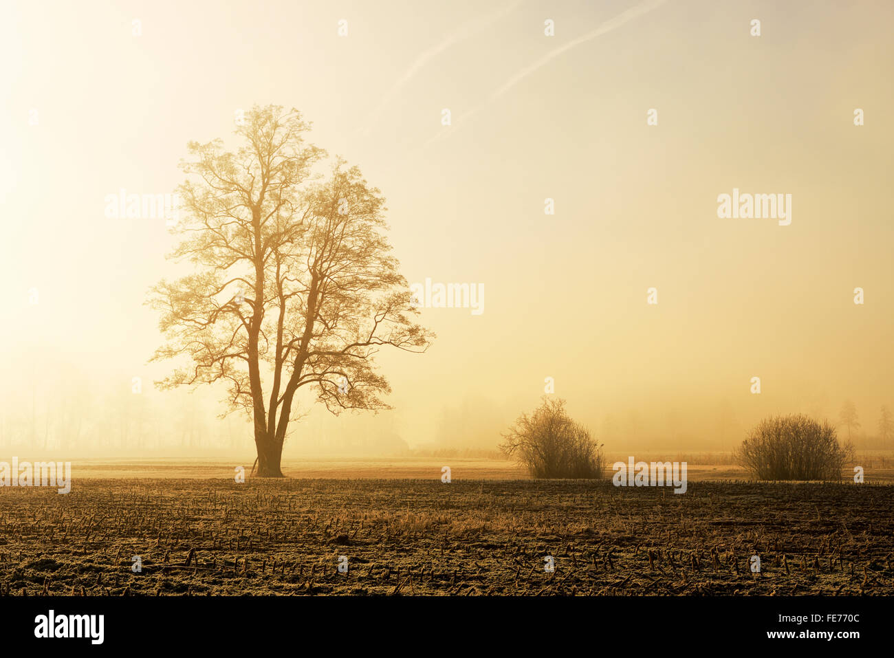 Alder Trees In Winter High Resolution Stock Photography and Images - Alamy