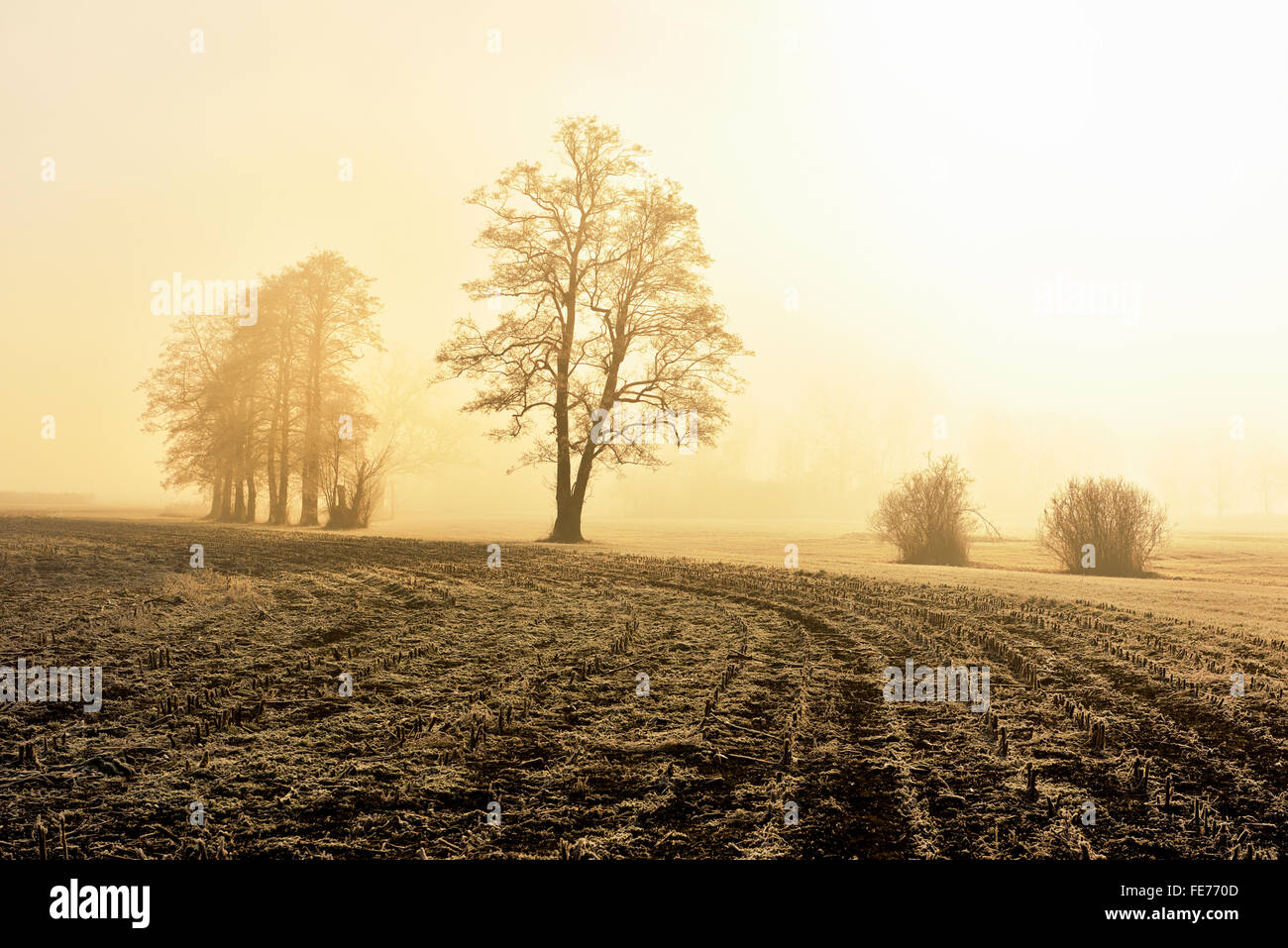 Alder Trees In Winter High Resolution Stock Photography and Images - Alamy