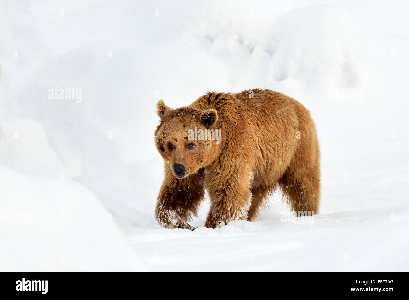 Brown Bear High Resolution Stock Photography and Images - Alamy