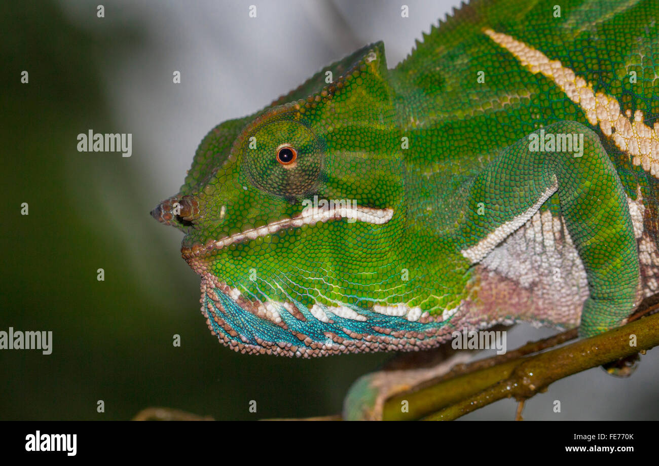 Two-banded chameleon or rainforest chameleon (Furcifer balteatus), male ...