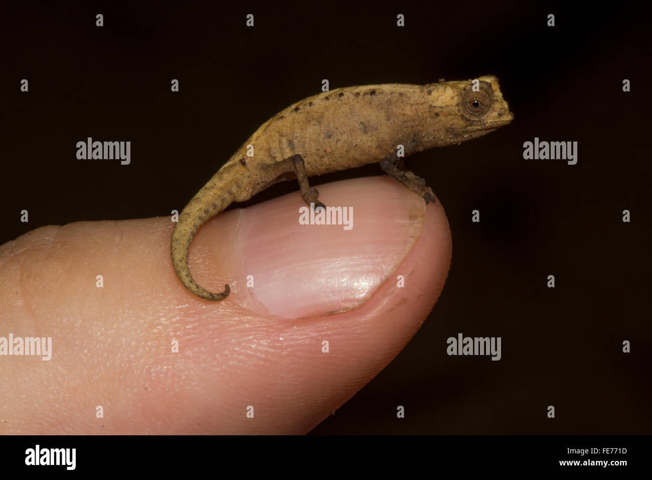 Peyrieras' pygmy chameleon (Brookesia peyrierasi) on finger, Nosy ...