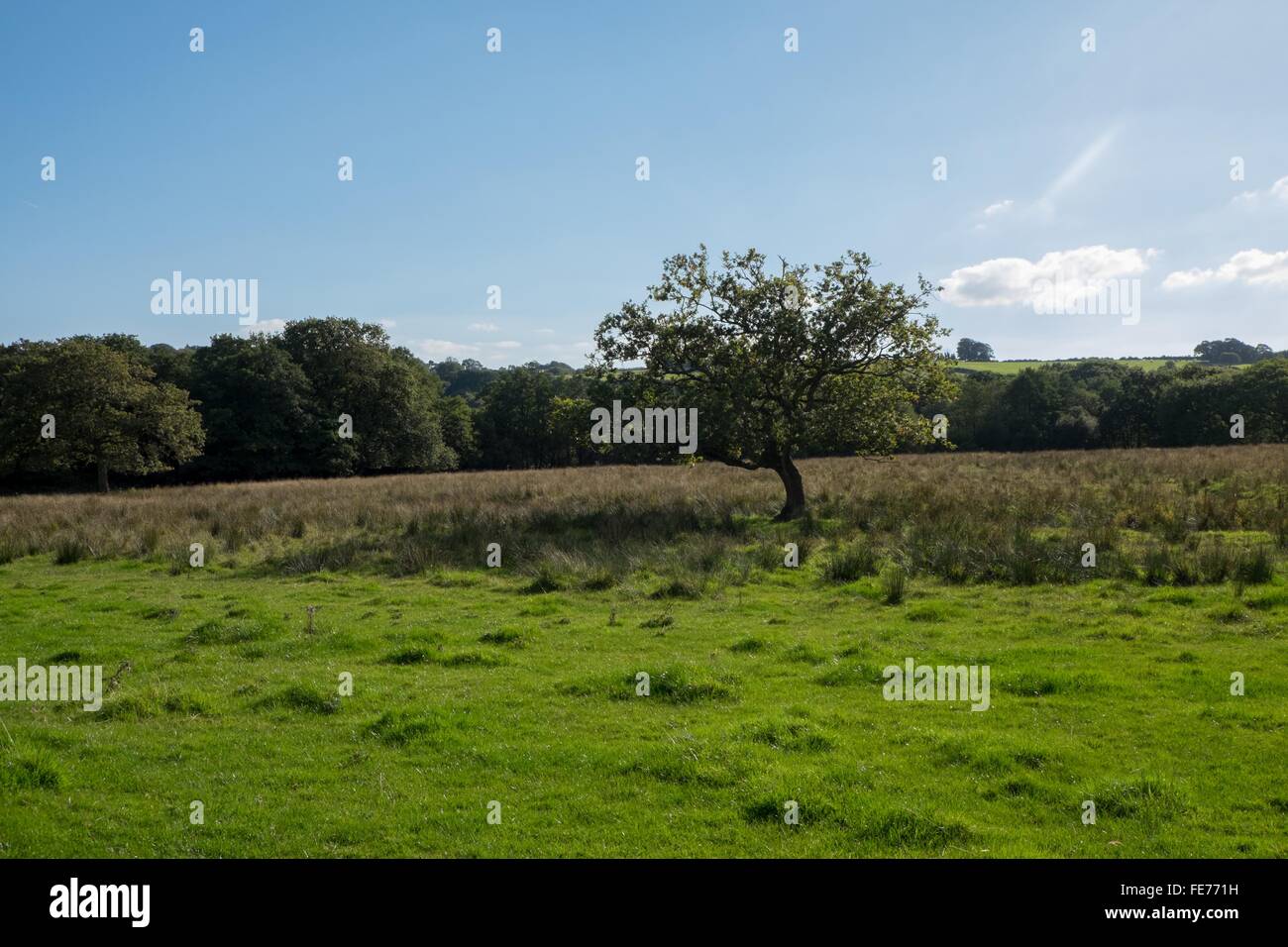 tree in meadow Stock Photo - Alamy