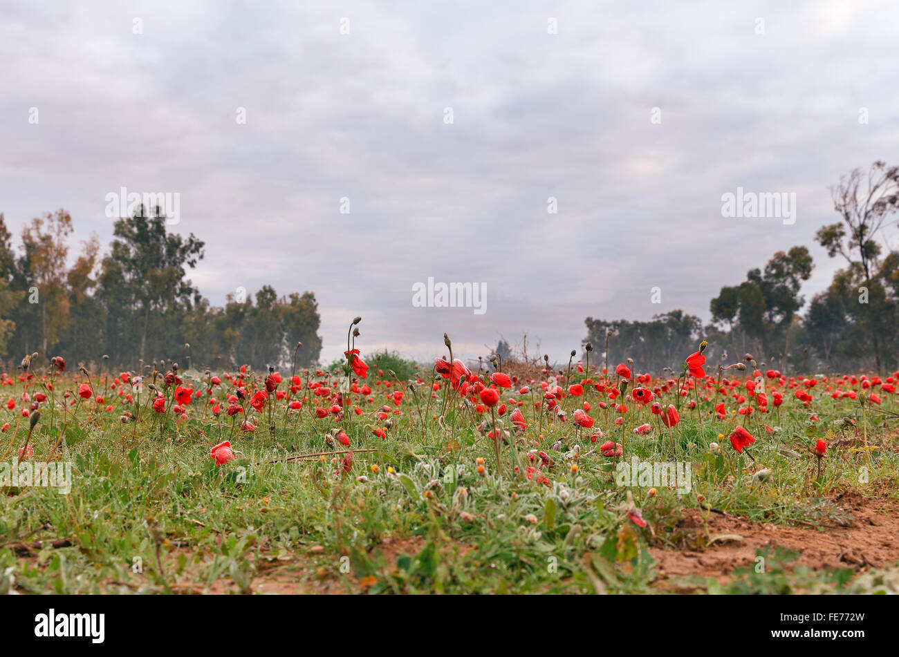 Negev desert in bloom hi-res stock photography and images - Alamy