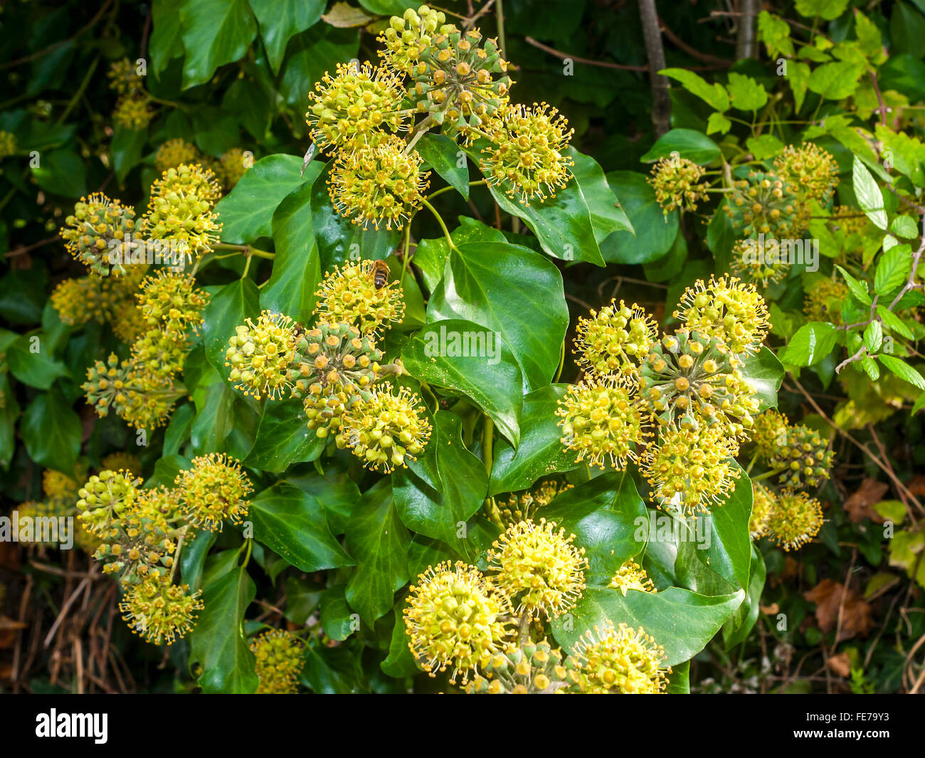 Climbing Ivy plant in flower - France Stock Photo - Alamy