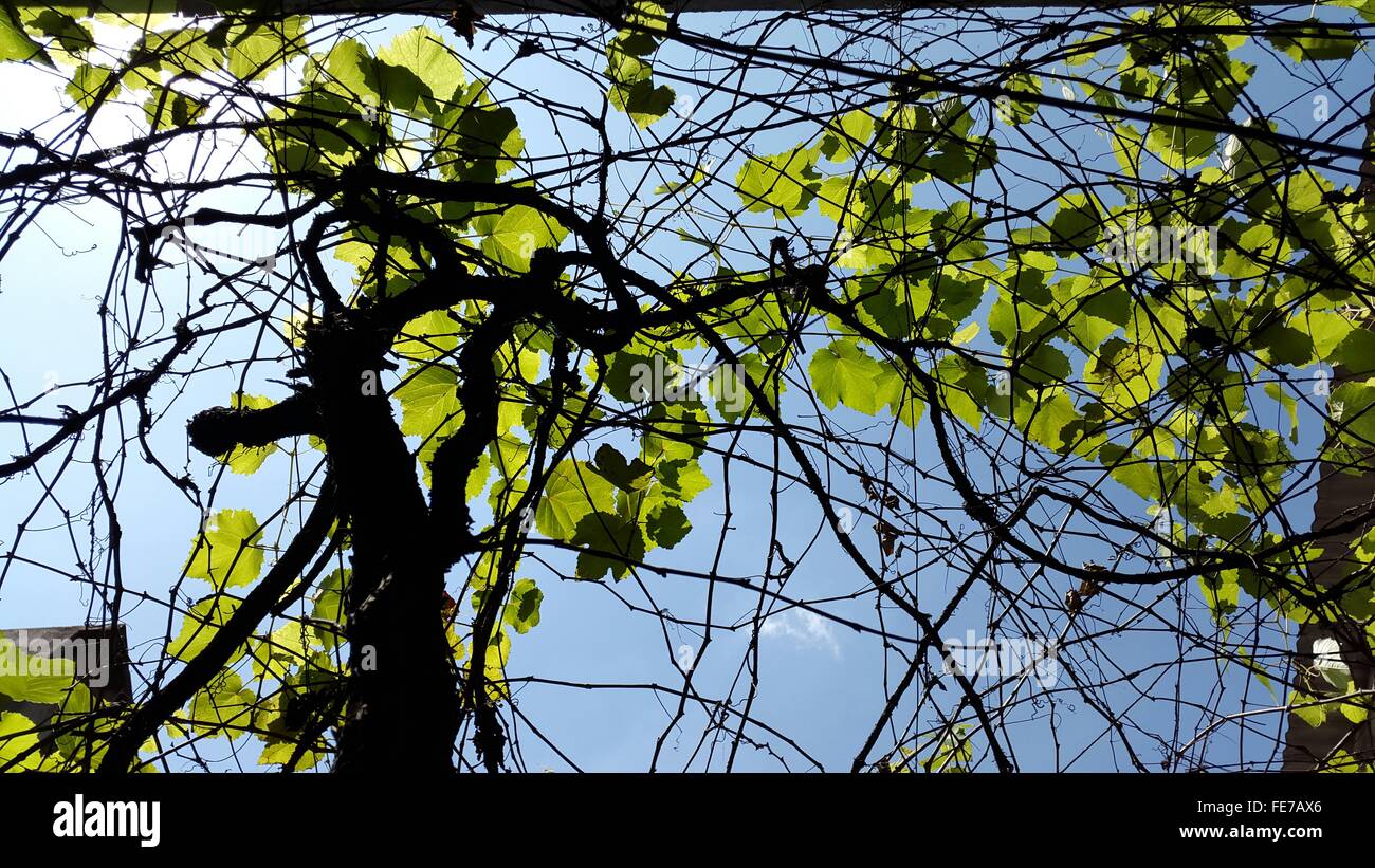 No branch tree hi-res stock photography and images - Alamy