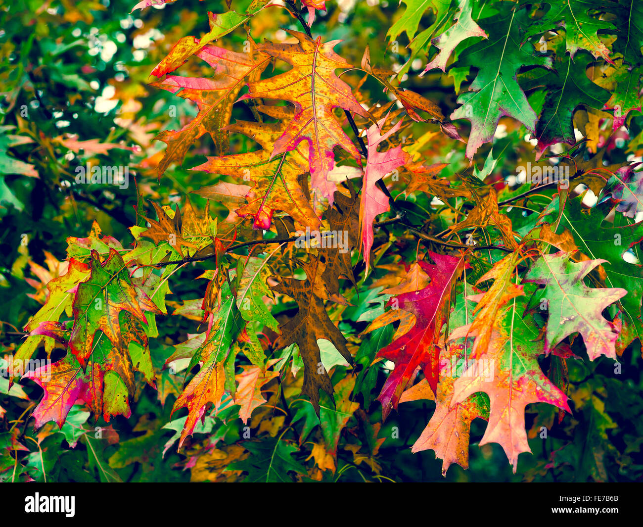 Red Oak / Quercus rubra leaves in autumn - France Stock Photo - Alamy