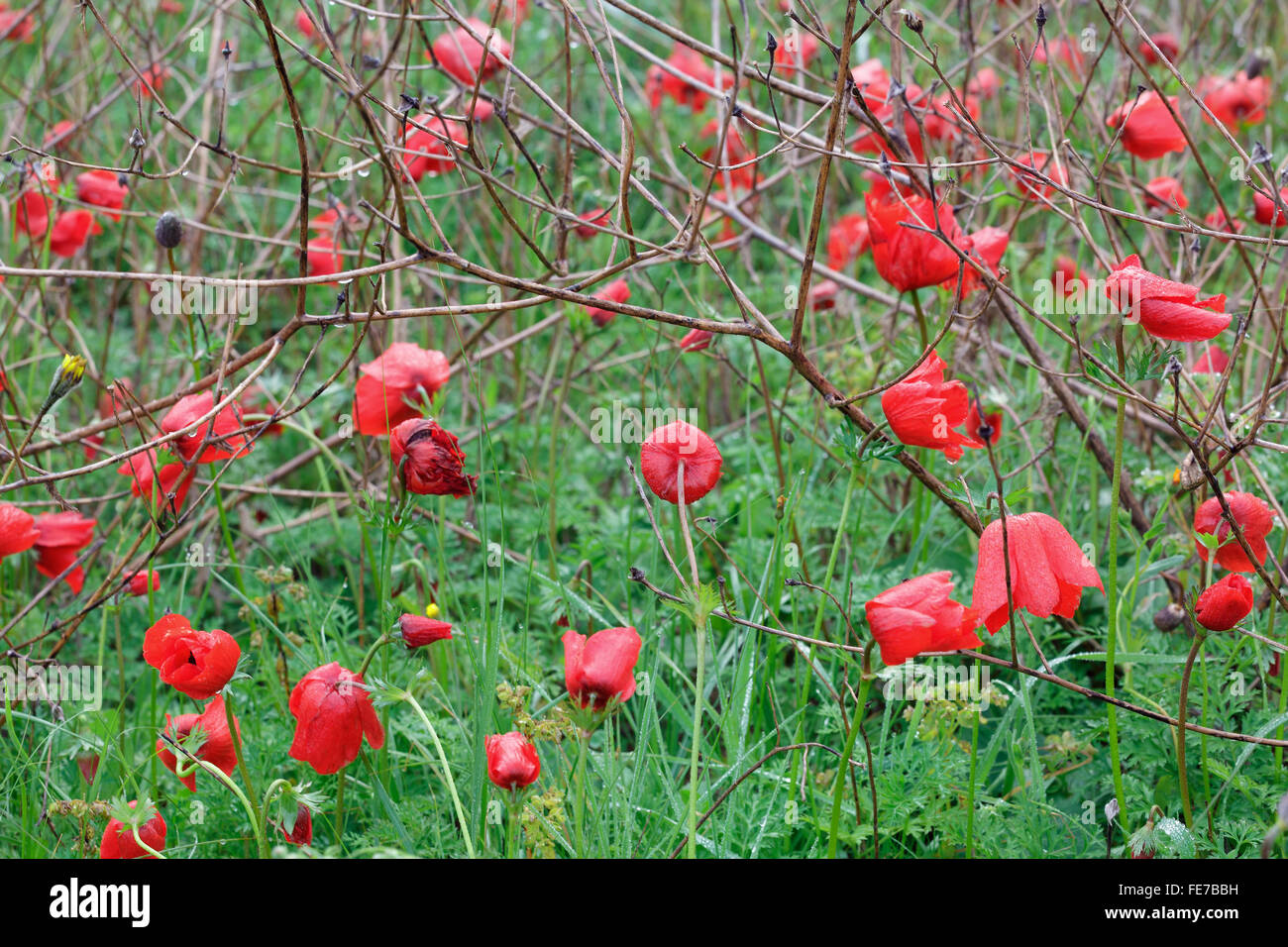Negev desert in bloom hi-res stock photography and images - Alamy