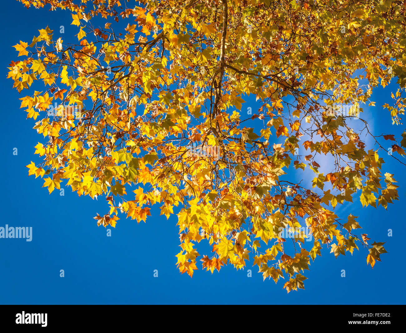 Plane tree autumn hi-res stock photography and images - Alamy