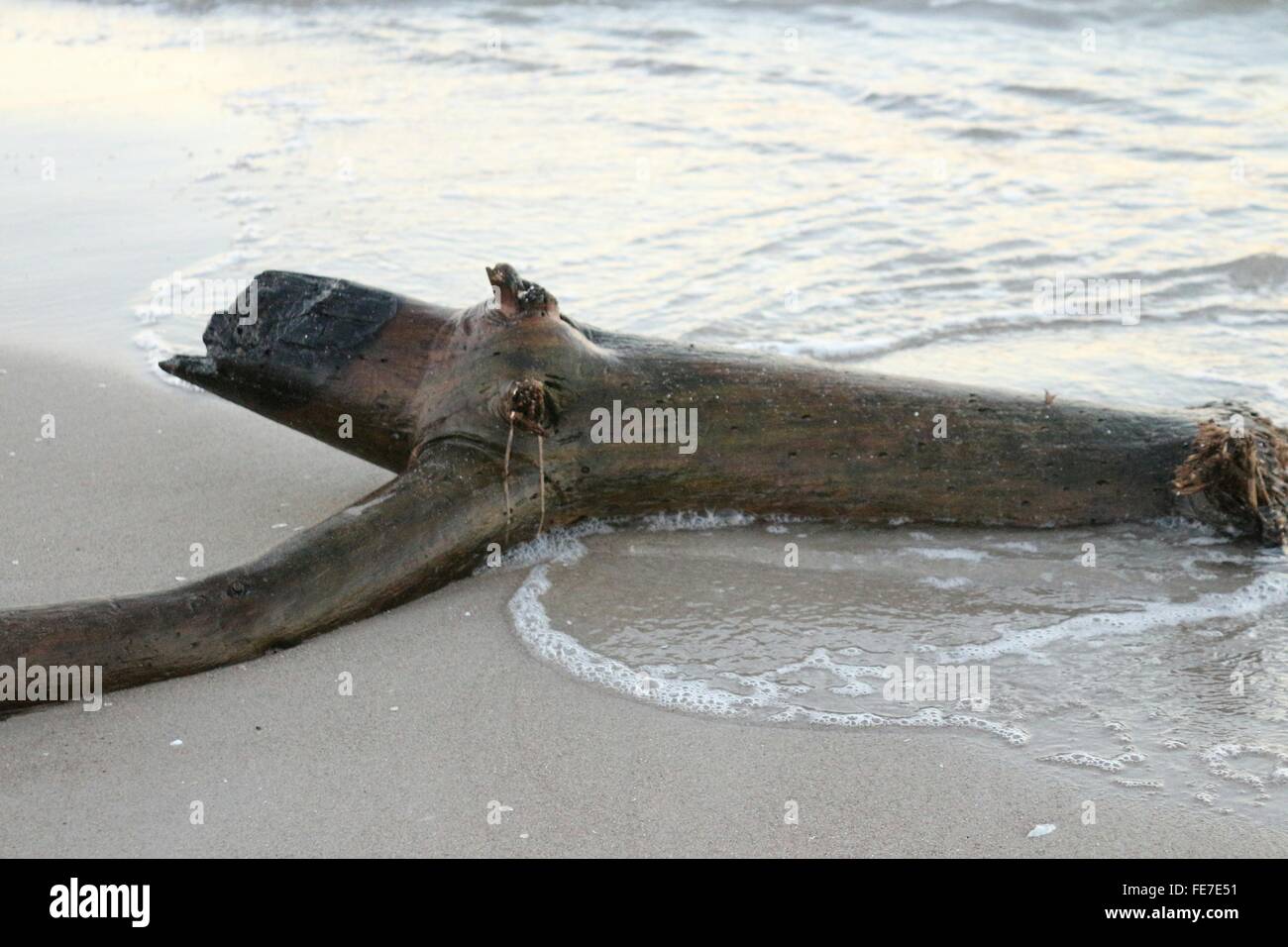 Dead Tree On Beach Stock Photo - Alamy