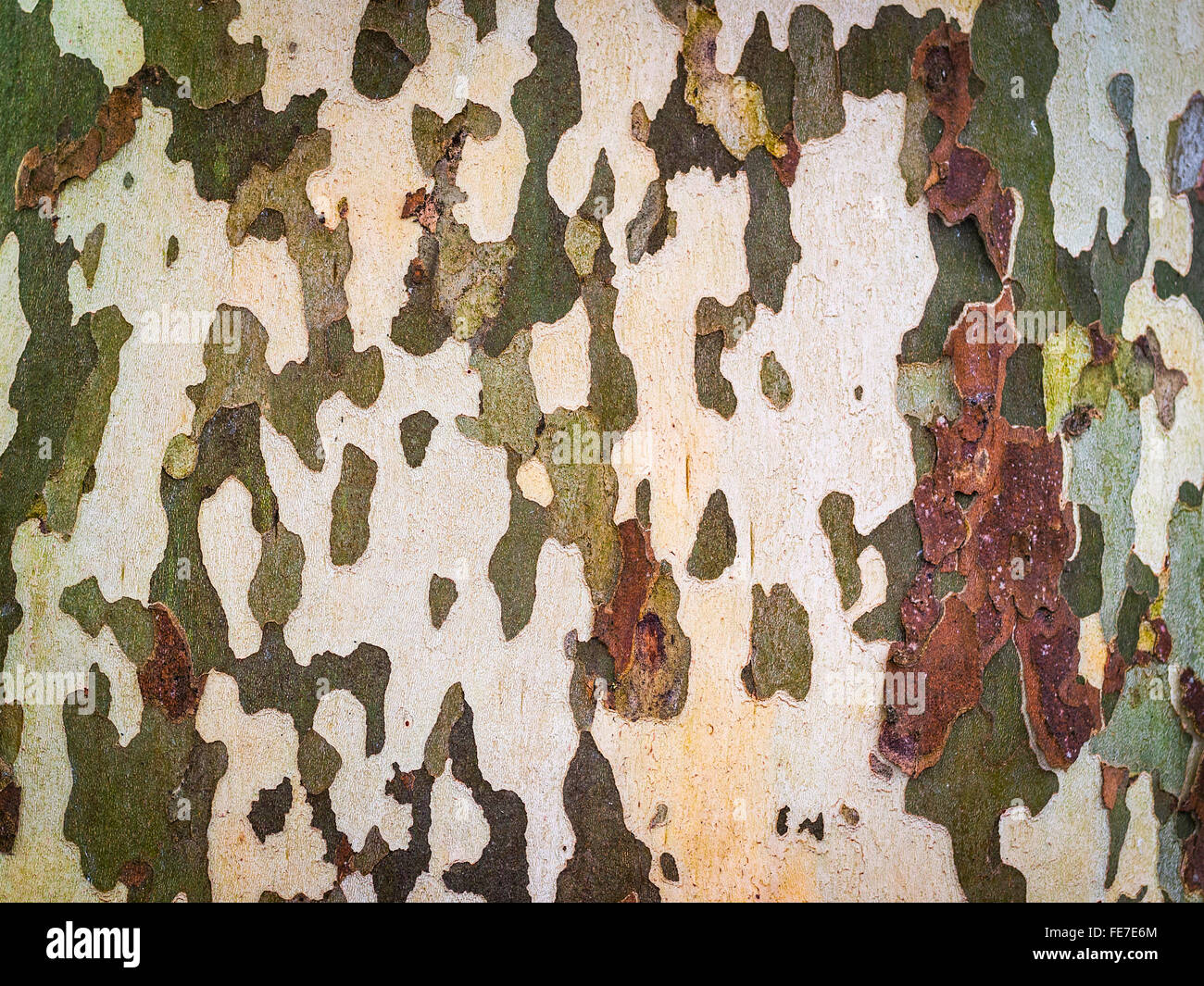 Peeling Plane / Platanus tree bark - France Stock Photo - Alamy