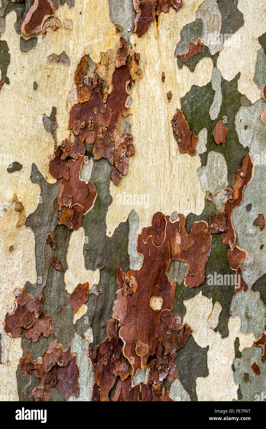 Peeling Plane / Platanus tree bark - France Stock Photo - Alamy