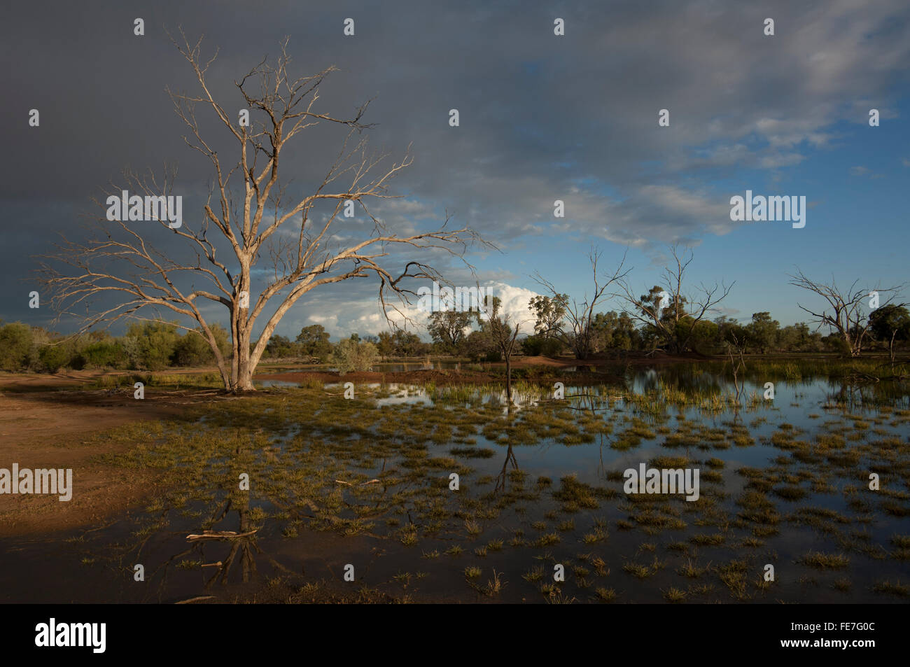 Bowra, near Cunnamulla, Queensland, Australia Stock Photo - Alamy