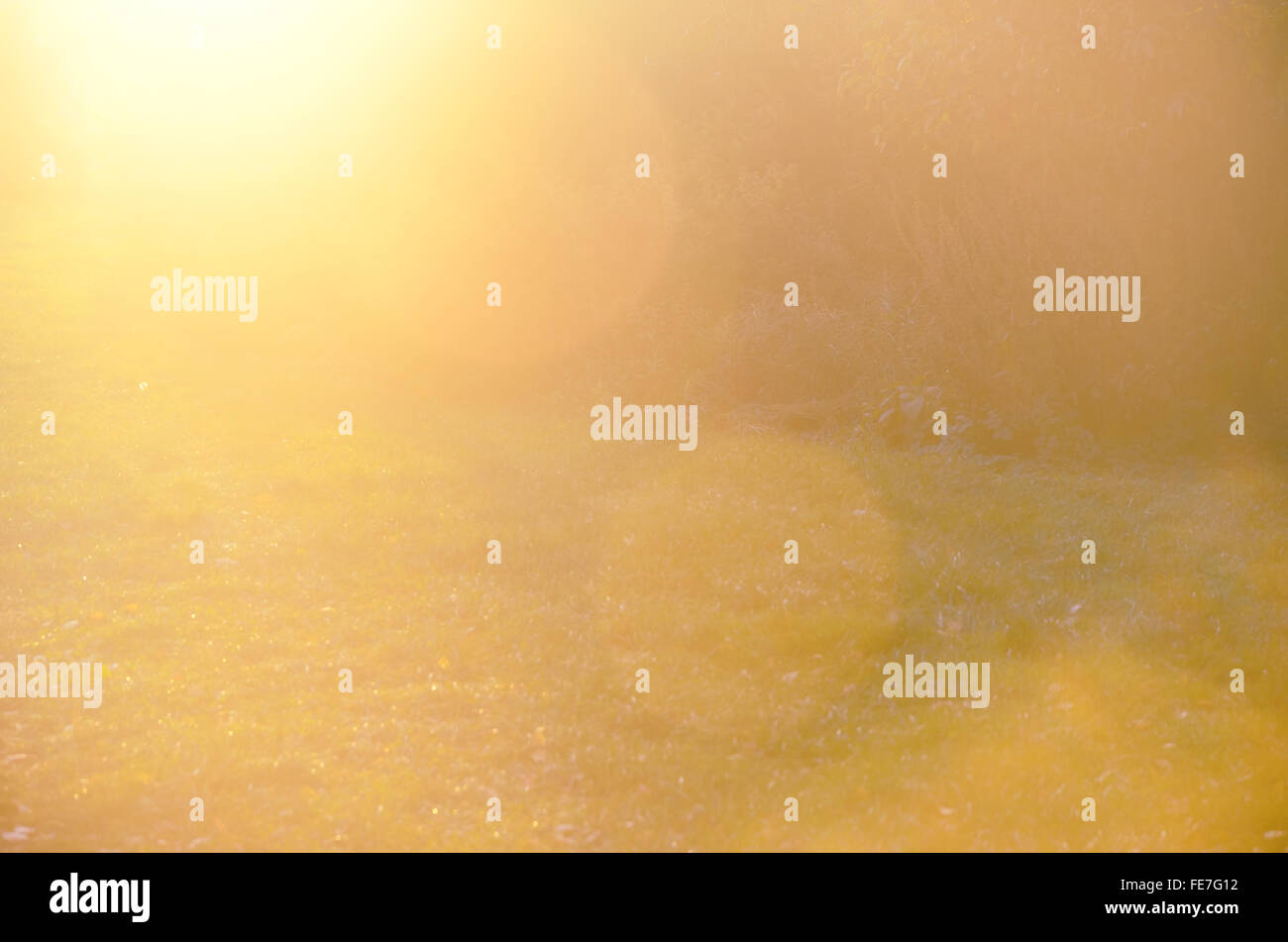 Warm Golden Nature Background with Flares in Autumn Evening Sunlight ...