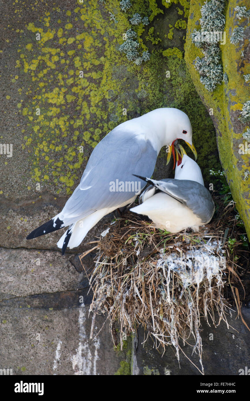 Black-legged Kittiwake (Rissa tridactyla) adult male regurgitating food ...