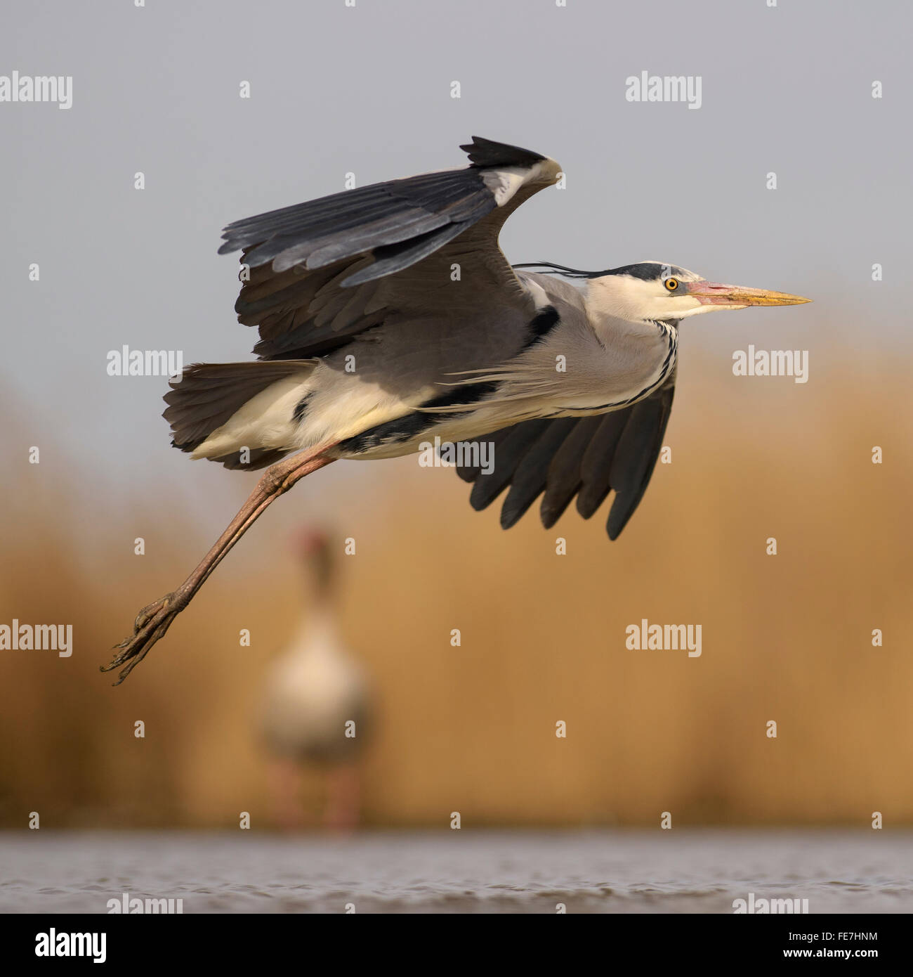 Grey goose in flight hi-res stock photography and images - Alamy