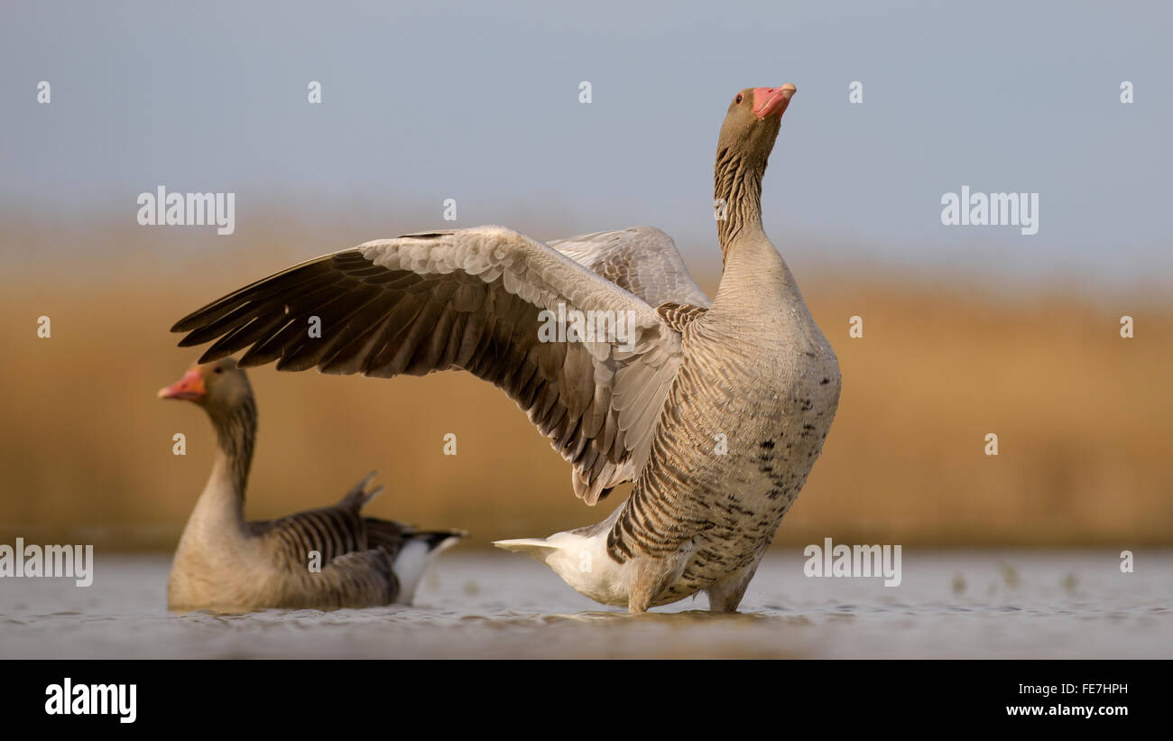 Greylag geese (Anser anser), gander flapping wings, display behaviour ...