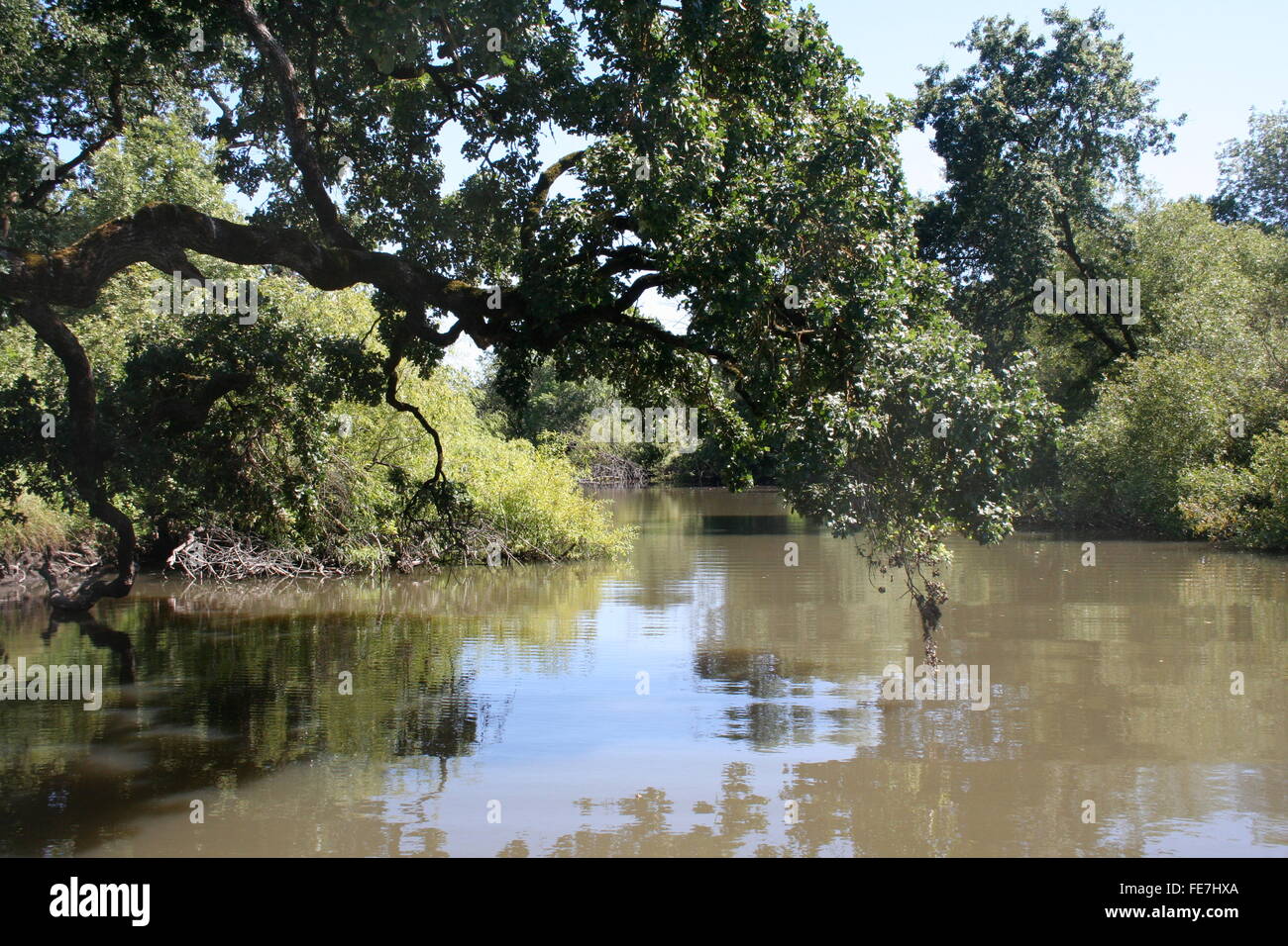 A low hanging tree over a peaceful river in northern California Stock ...
