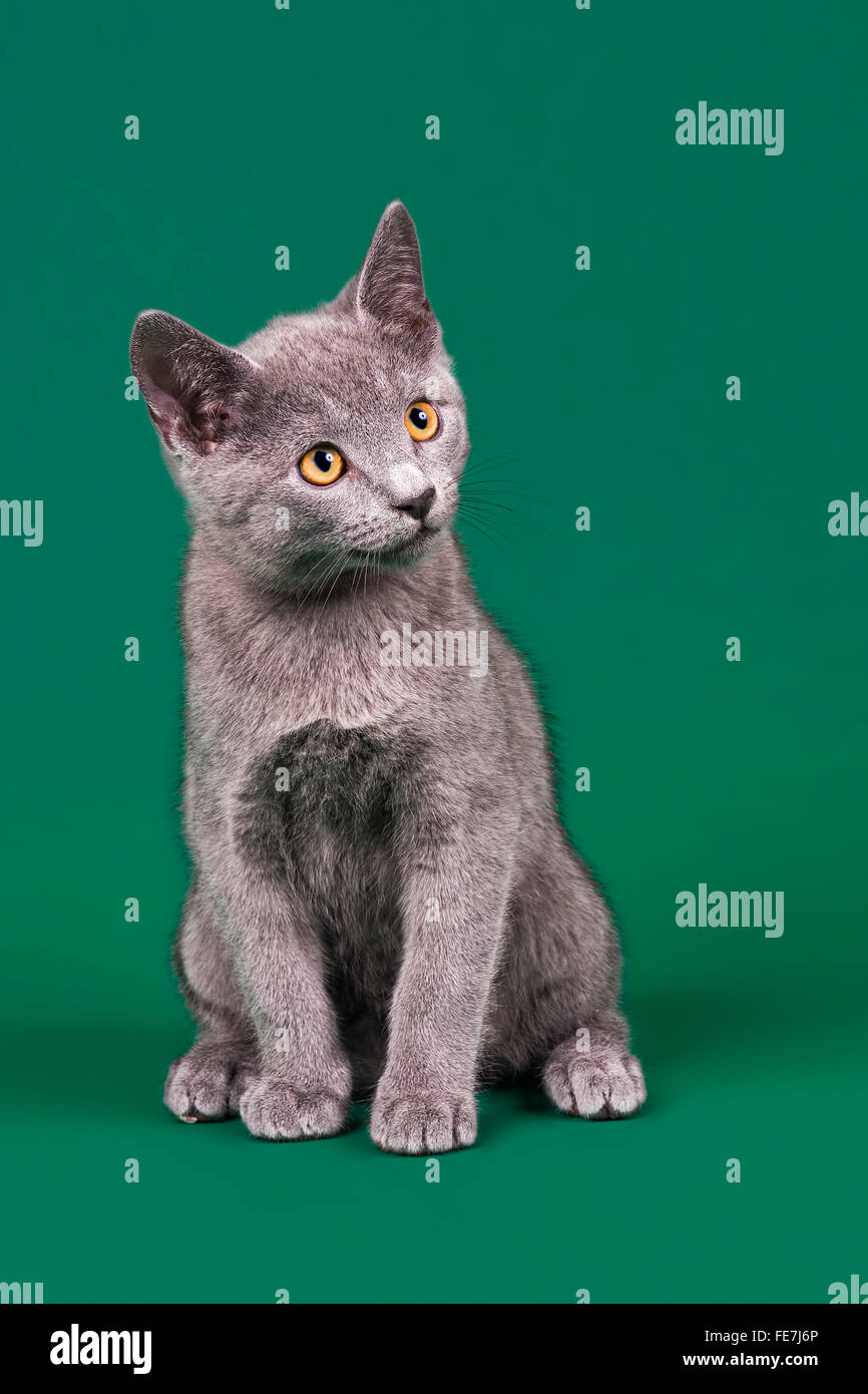 Purebred Cat, Russian Blue, kitten, 12 weeks Stock Photo - Alamy
