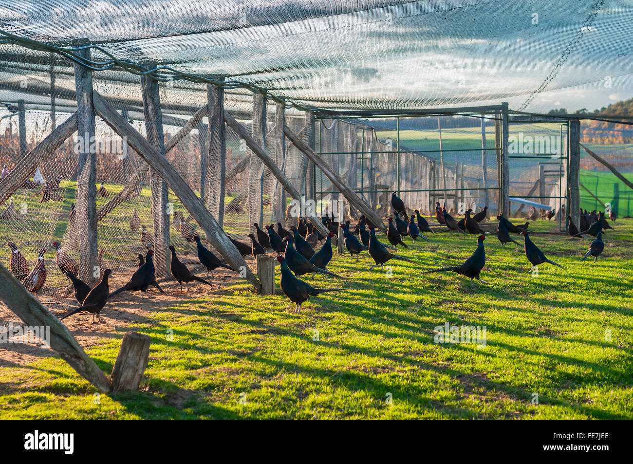 Pheasants being reared under enclosed netting - France Stock Photo - Alamy