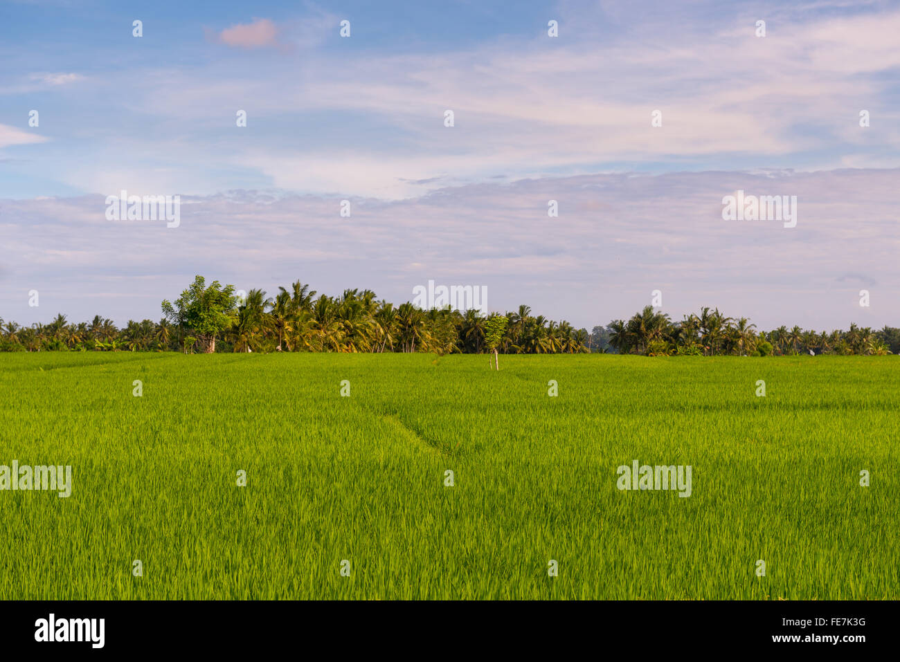 rice fields in Ubud Stock Photo - Alamy