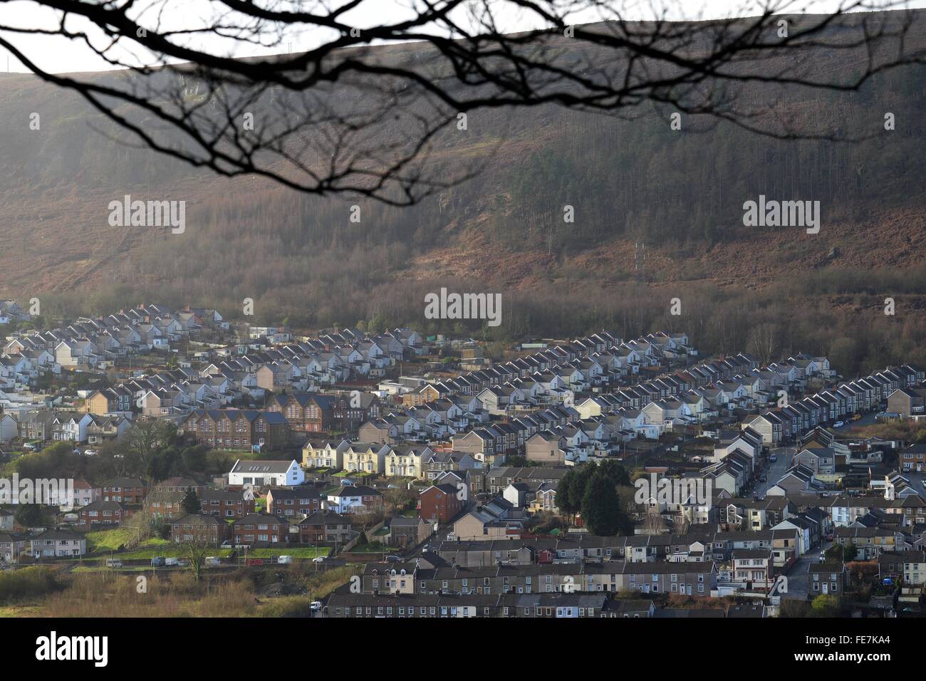 Pictures mountain ash hi-res stock photography and images - Alamy