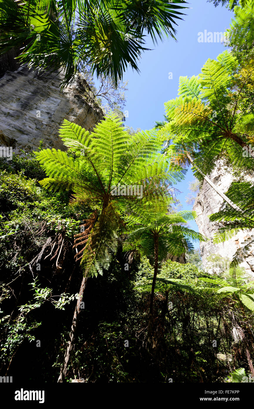 Cycad trees hi-res stock photography and images - Alamy