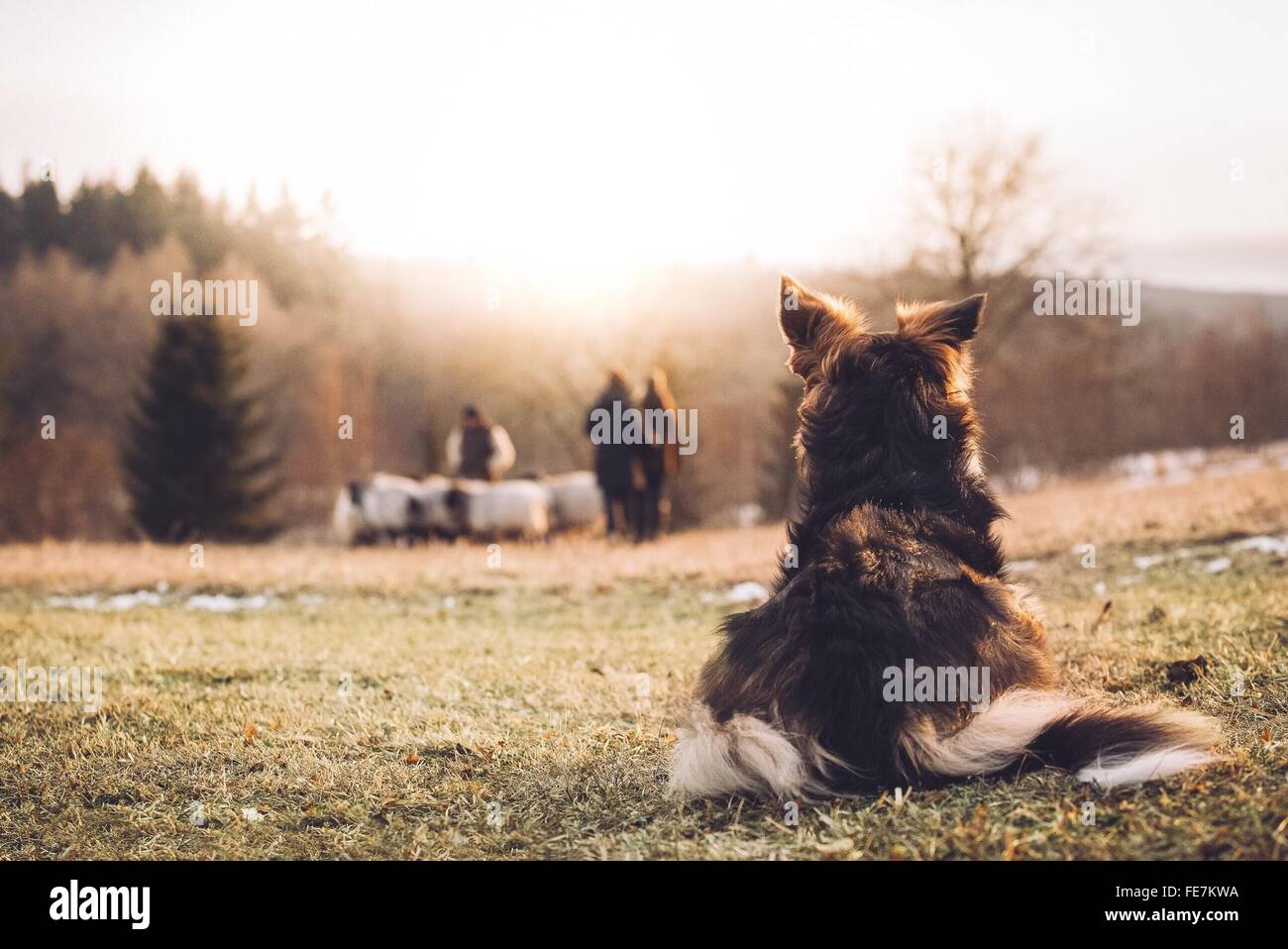 Dog Rear View Sitting High Resolution Stock Photography and Images - Alamy