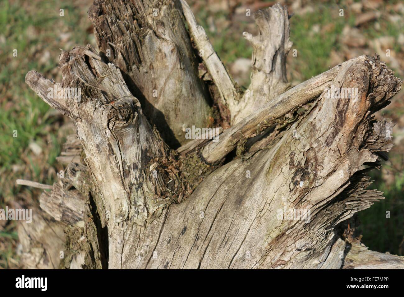 Chopped tree trunk hi-res stock photography and images - Alamy