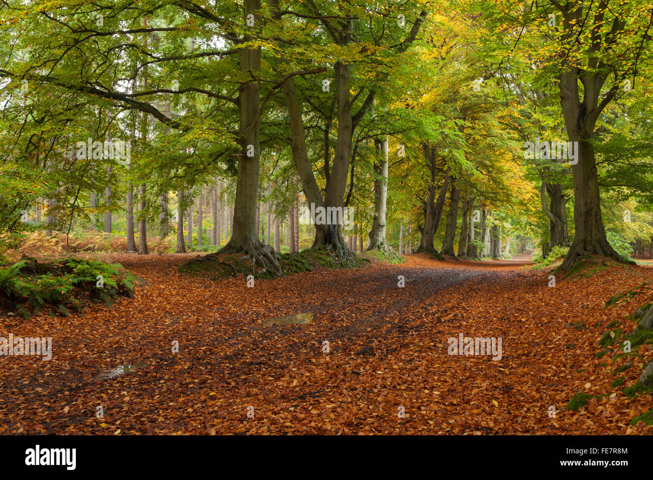 Harlestone northants hi-res stock photography and images - Alamy
