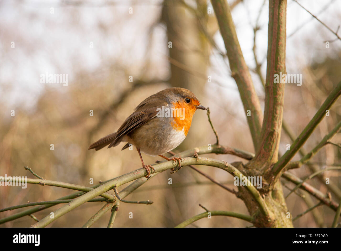 A robin perched on a tree branch in woodland in Hardwick Park,Stockton ...