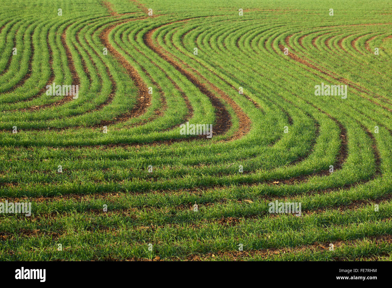 A field of winter sown wheat or barley in a sweeping 'S' shape pattern ...