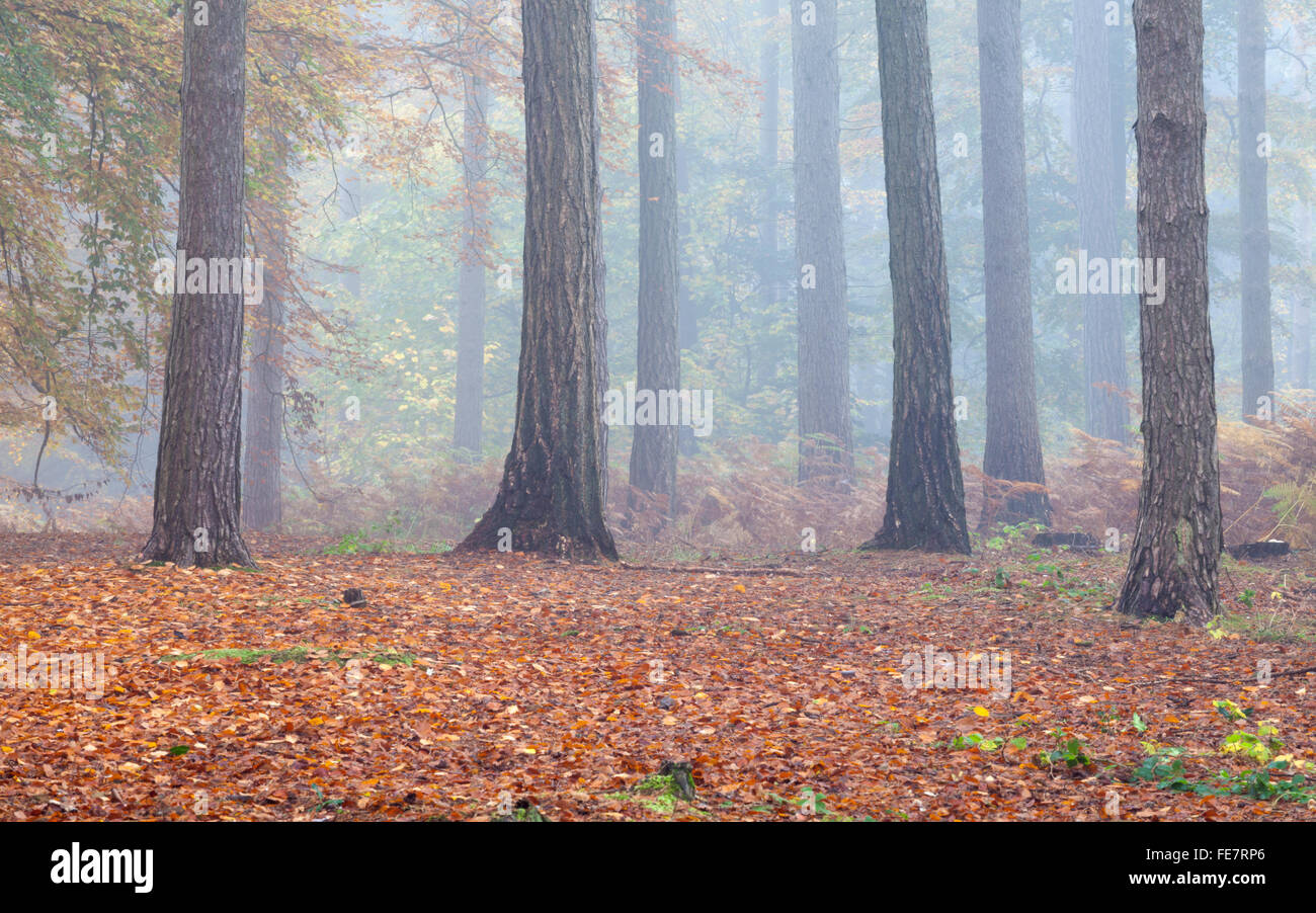 Trees shrouded in mist hi-res stock photography and images - Alamy