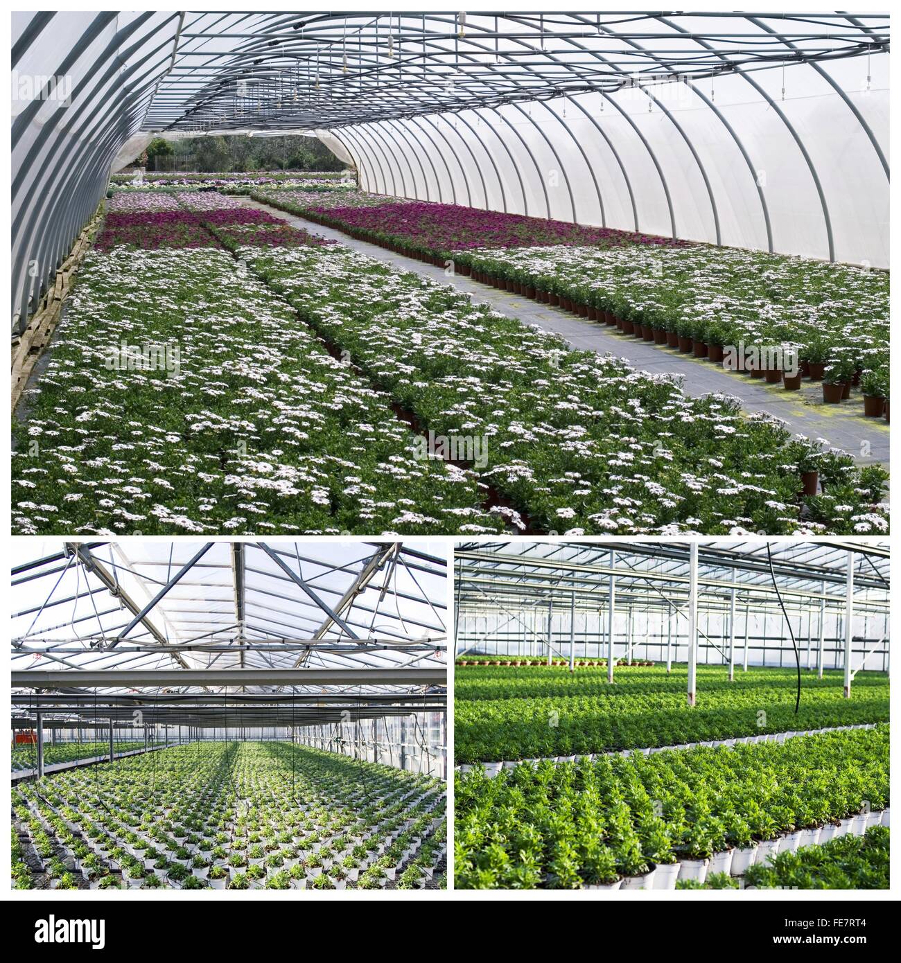 Commercial plants growing in greenhouse Stock Photo - Alamy