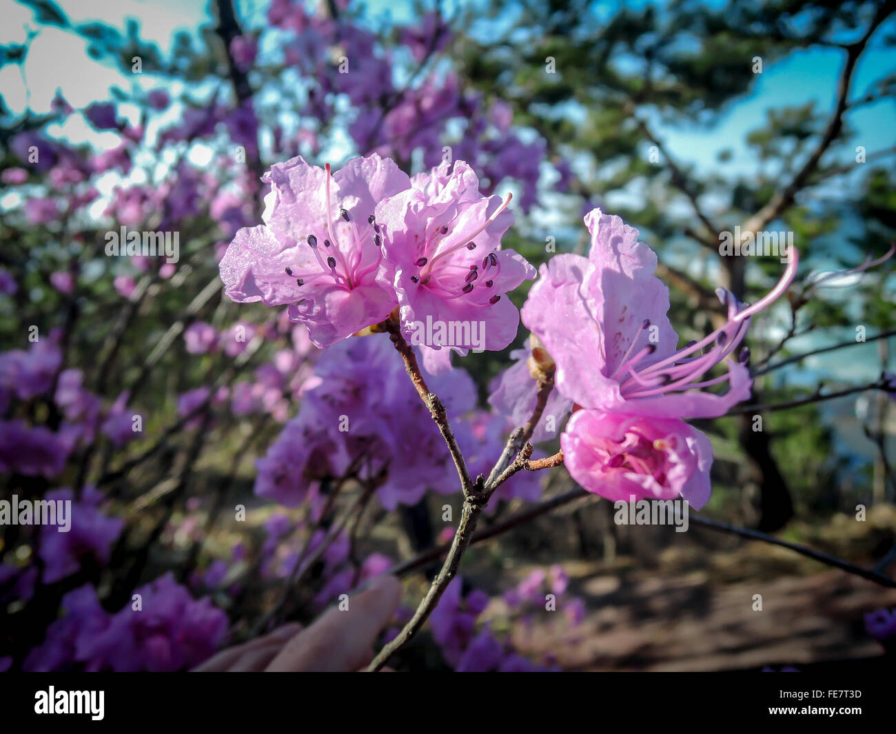 Azaleas in Spring Stock Photo - Alamy