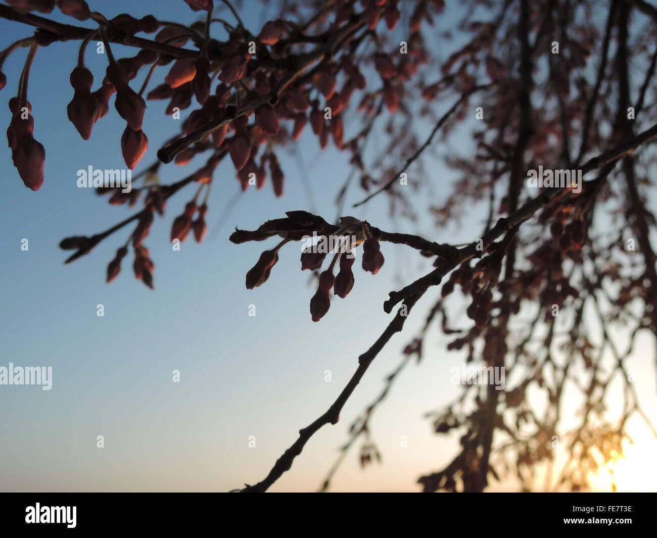 Sunset and spring blossom hi-res stock photography and images - Alamy